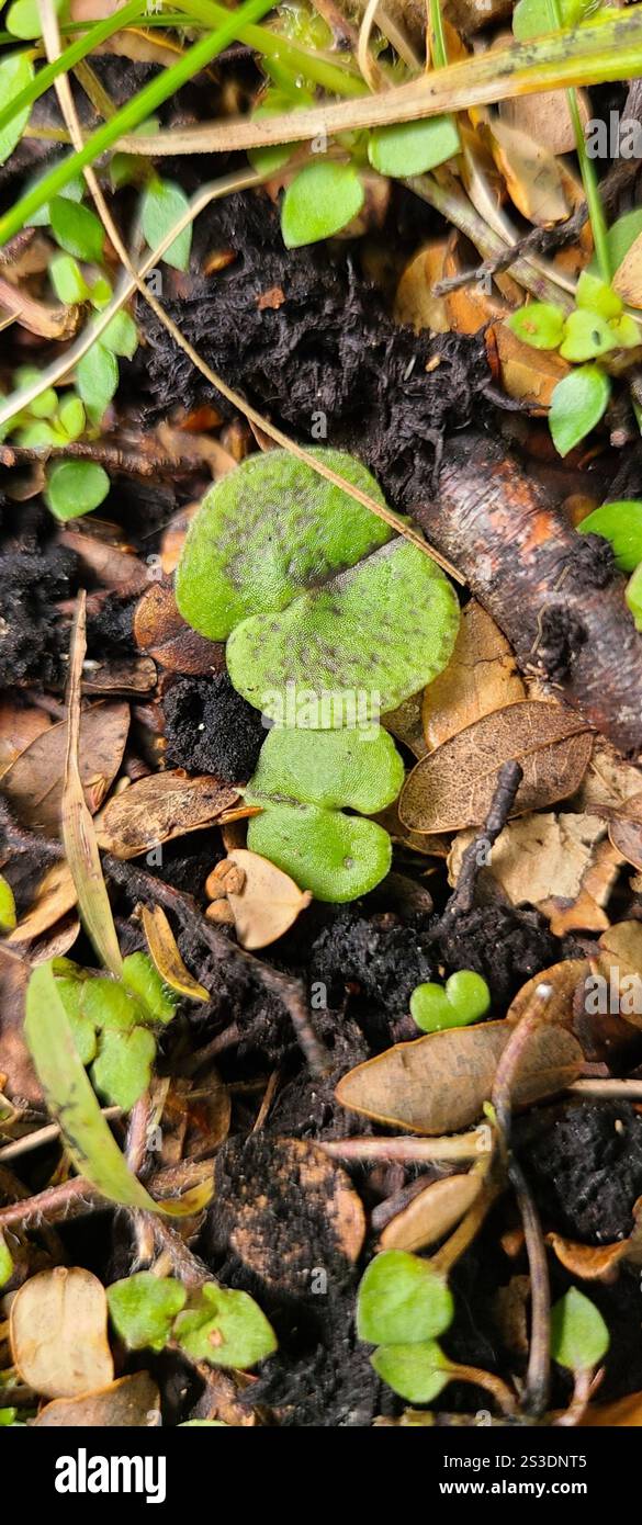 (Corybas trilobus aggregate Stock Photo - Alamy