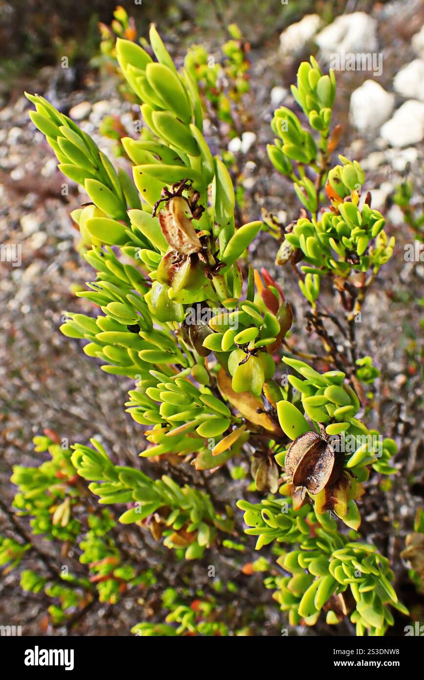 Smooth Twinleaf (Roepera fulva Stock Photo - Alamy