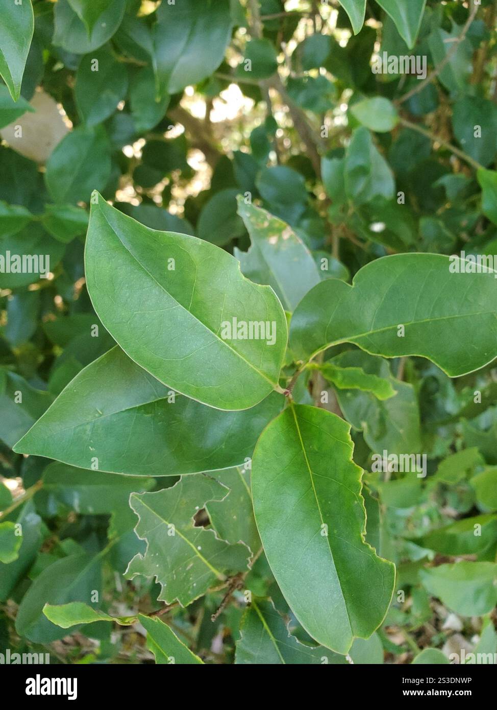 tree privet (Ligustrum lucidum Stock Photo - Alamy