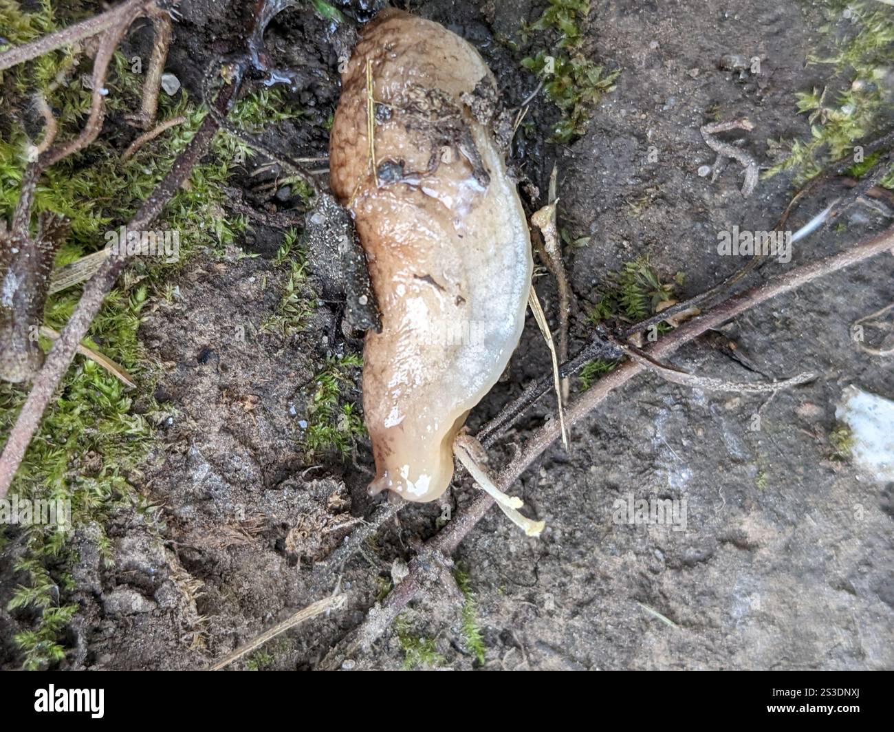 Milky Slug (Deroceras reticulatum Stock Photo - Alamy