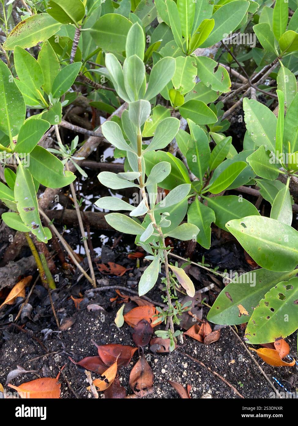 sea ox-eye (Borrichia frutescens Stock Photo - Alamy