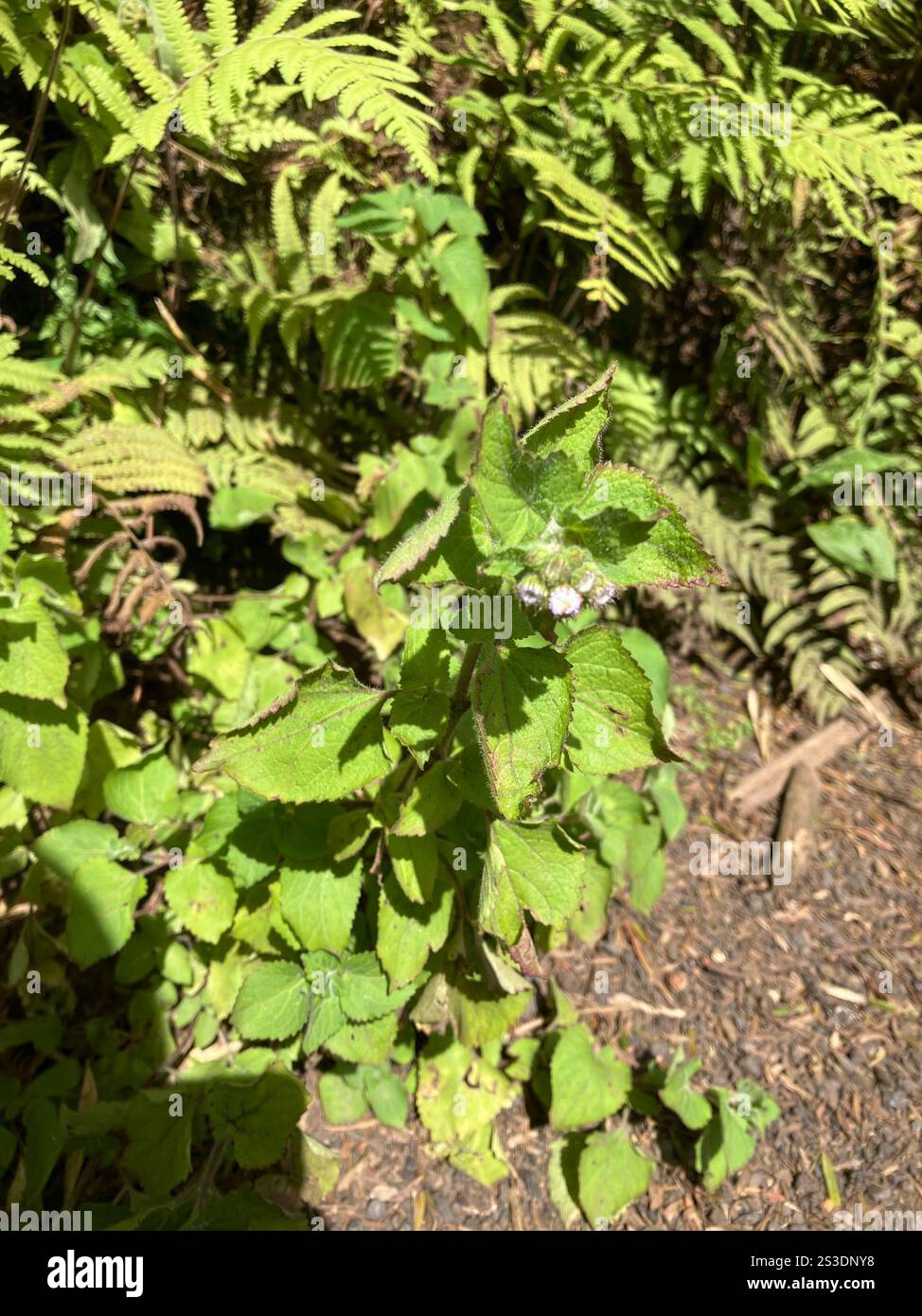 billygoat weed (Ageratum conyzoides Stock Photo - Alamy