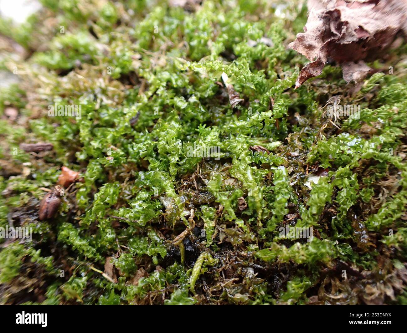 Wavy-leaf Moss (Plagiomnium ciliare Stock Photo - Alamy