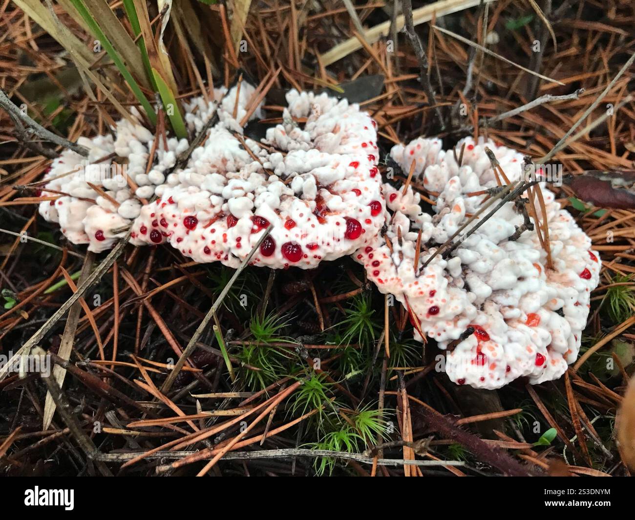 Red-juice Tooth (Hydnellum peckii Stock Photo - Alamy