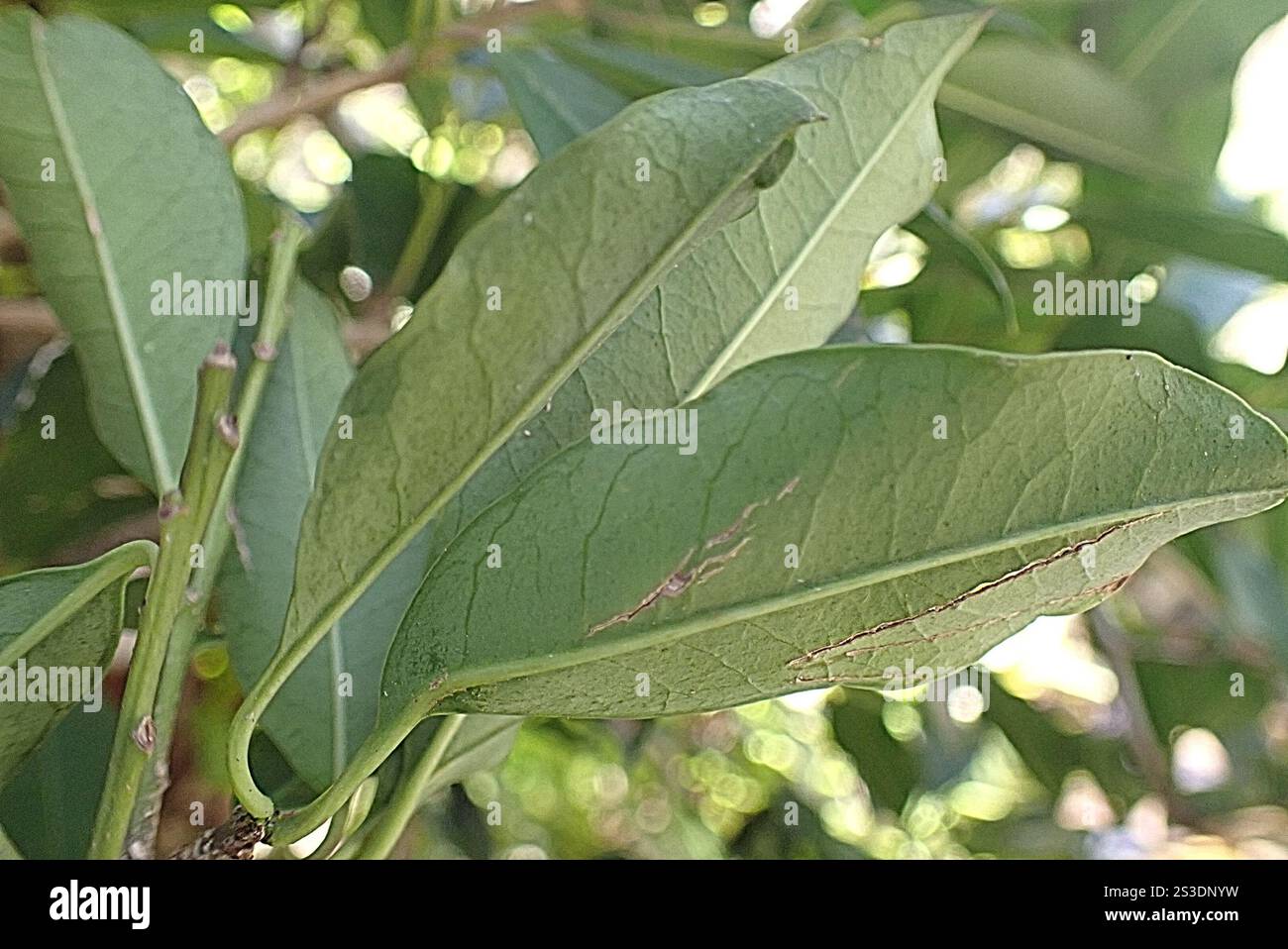 Cape Holly (Ilex mitis Stock Photo - Alamy