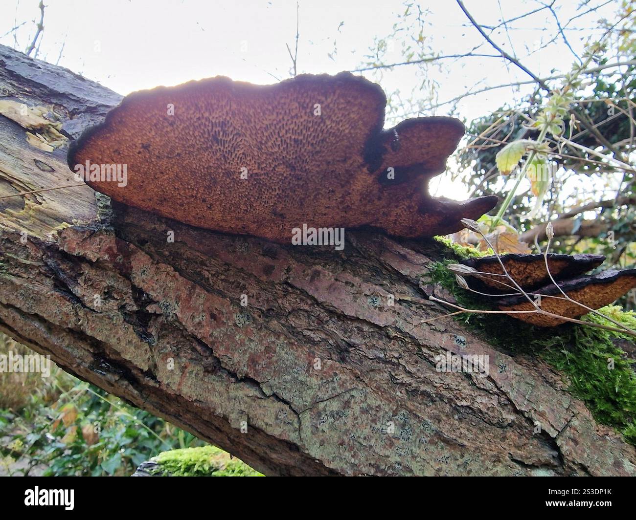 Thin-walled Maze Polypore (Daedaleopsis confragosa Stock Photo - Alamy