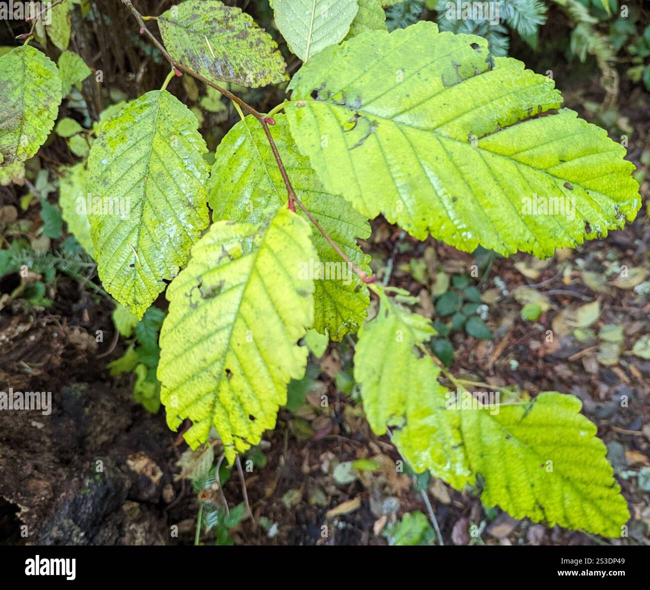 Red Alder (Alnus rubra Stock Photo - Alamy