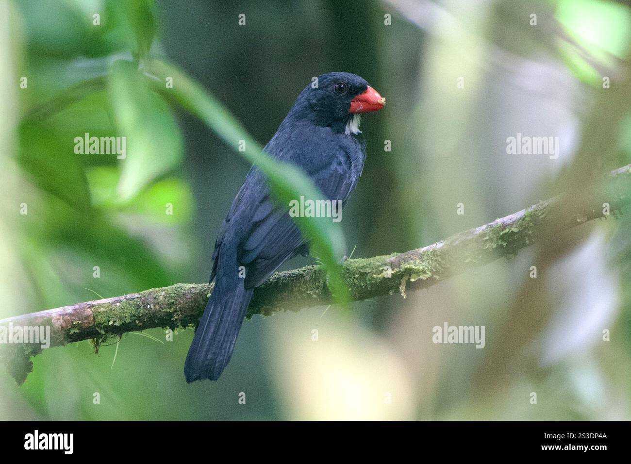 Saltator grossus hi-res stock photography and images - Alamy