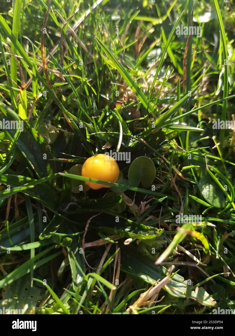Parrot Mushroom (Gliophorus psittacinus Stock Photo - Alamy
