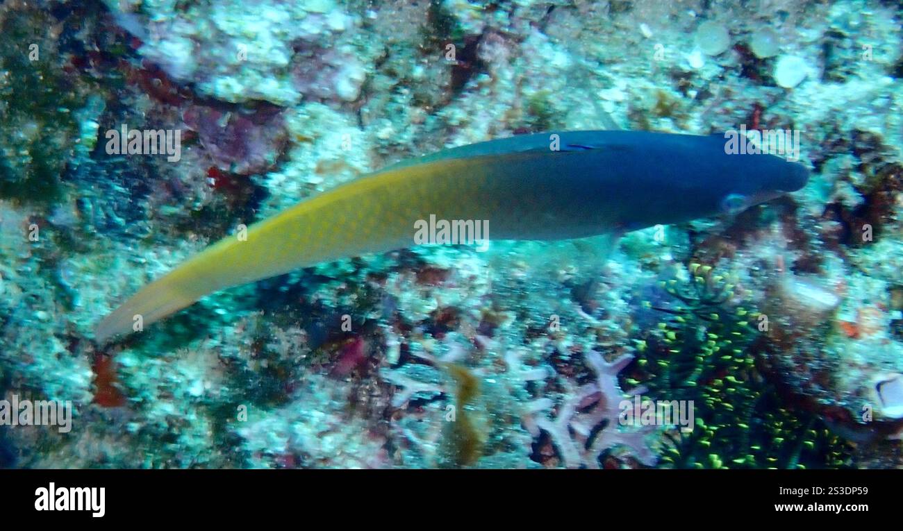 Twotone Wrasse (Halichoeres prosopeion Stock Photo - Alamy
