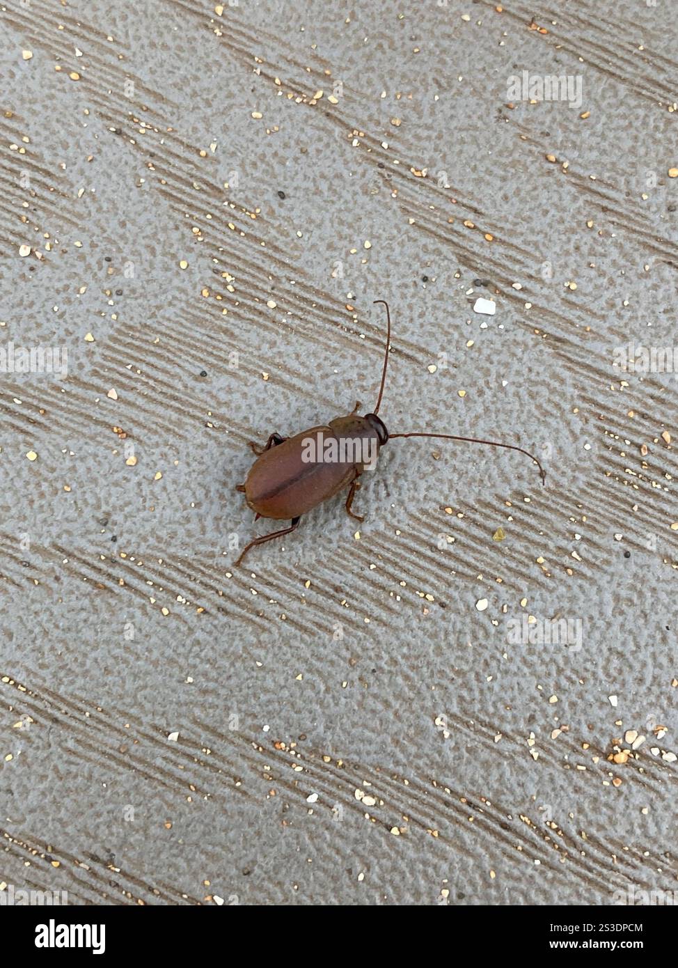 Cockroaches and Termites (Blattodea Stock Photo - Alamy
