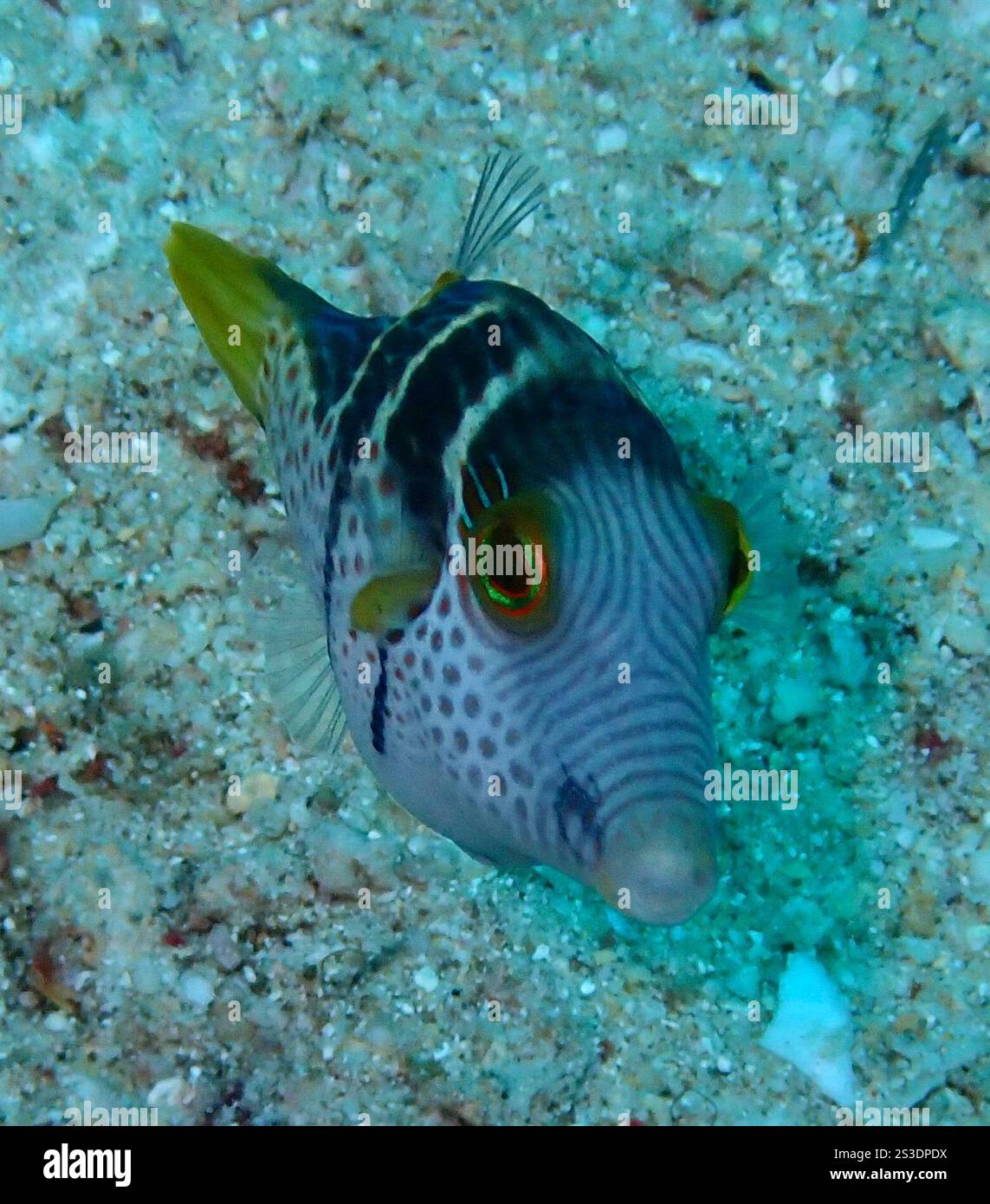 Blacksaddle Toby (Canthigaster valentini Stock Photo - Alamy