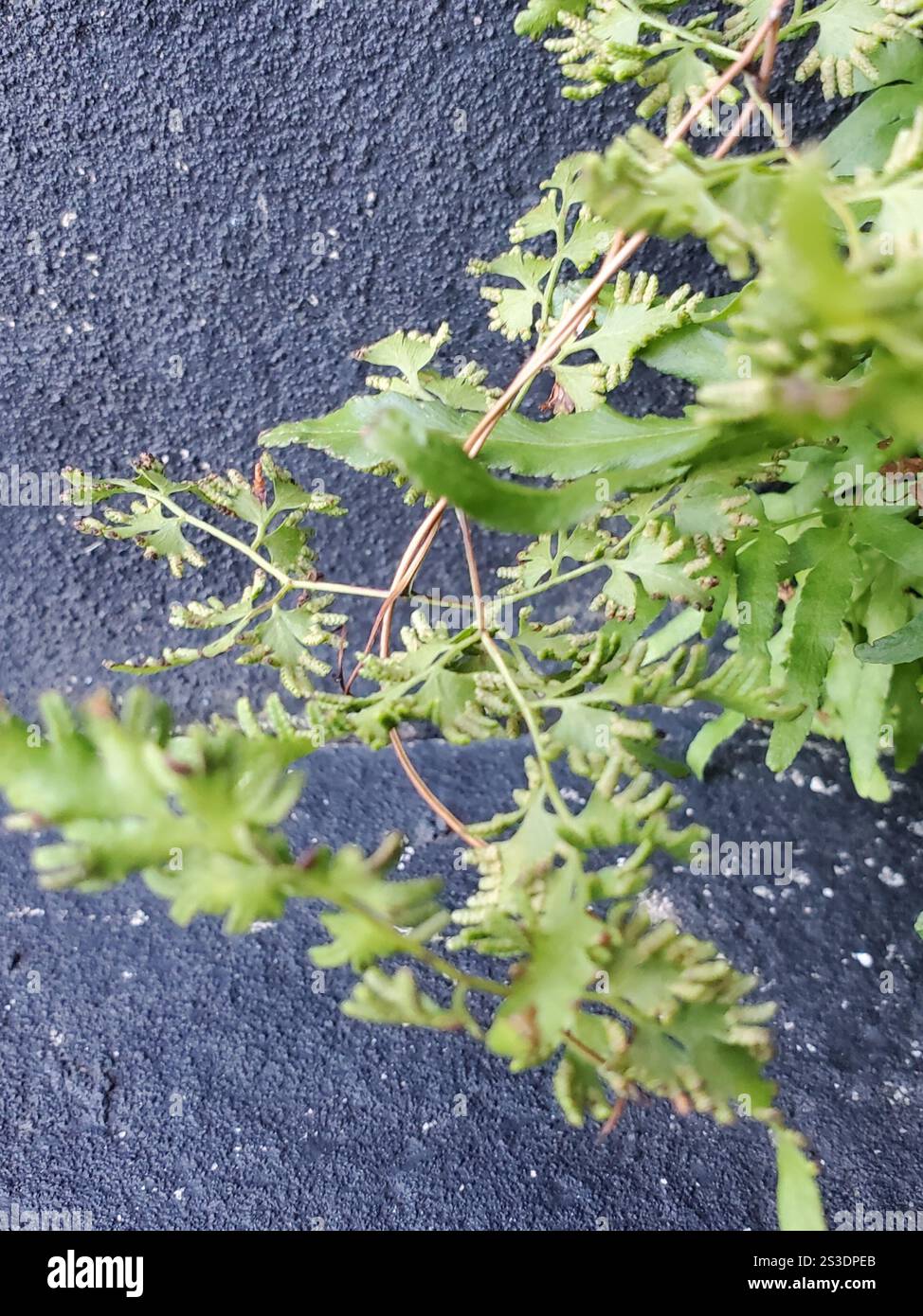 Japanese climbing fern (Lygodium japonicum Stock Photo - Alamy