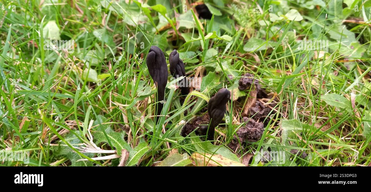 Earth Tongues (Geoglossum Stock Photo - Alamy