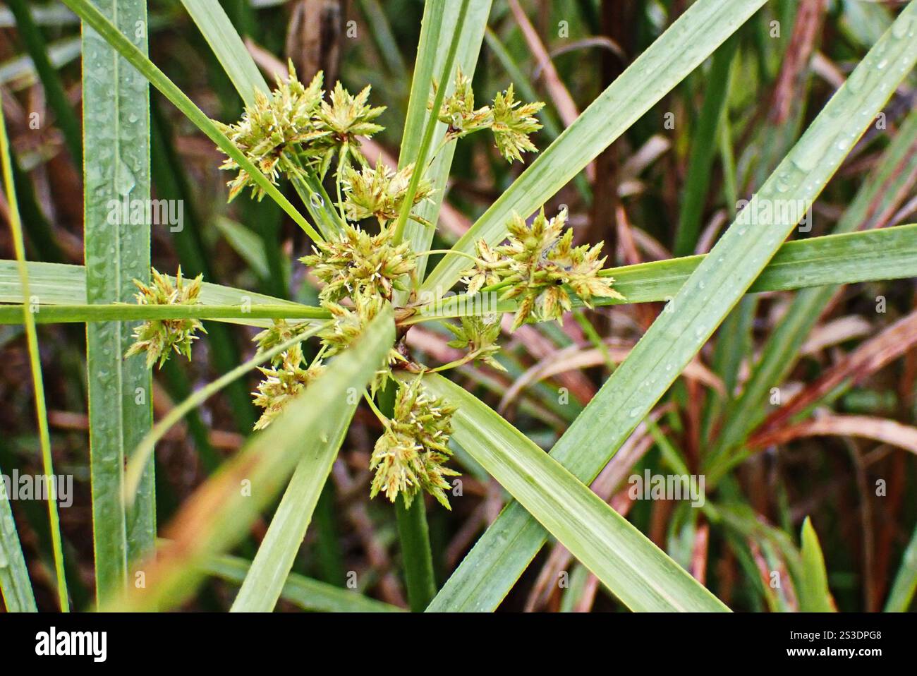 Mat Sedge (Cyperus textilis Stock Photo - Alamy
