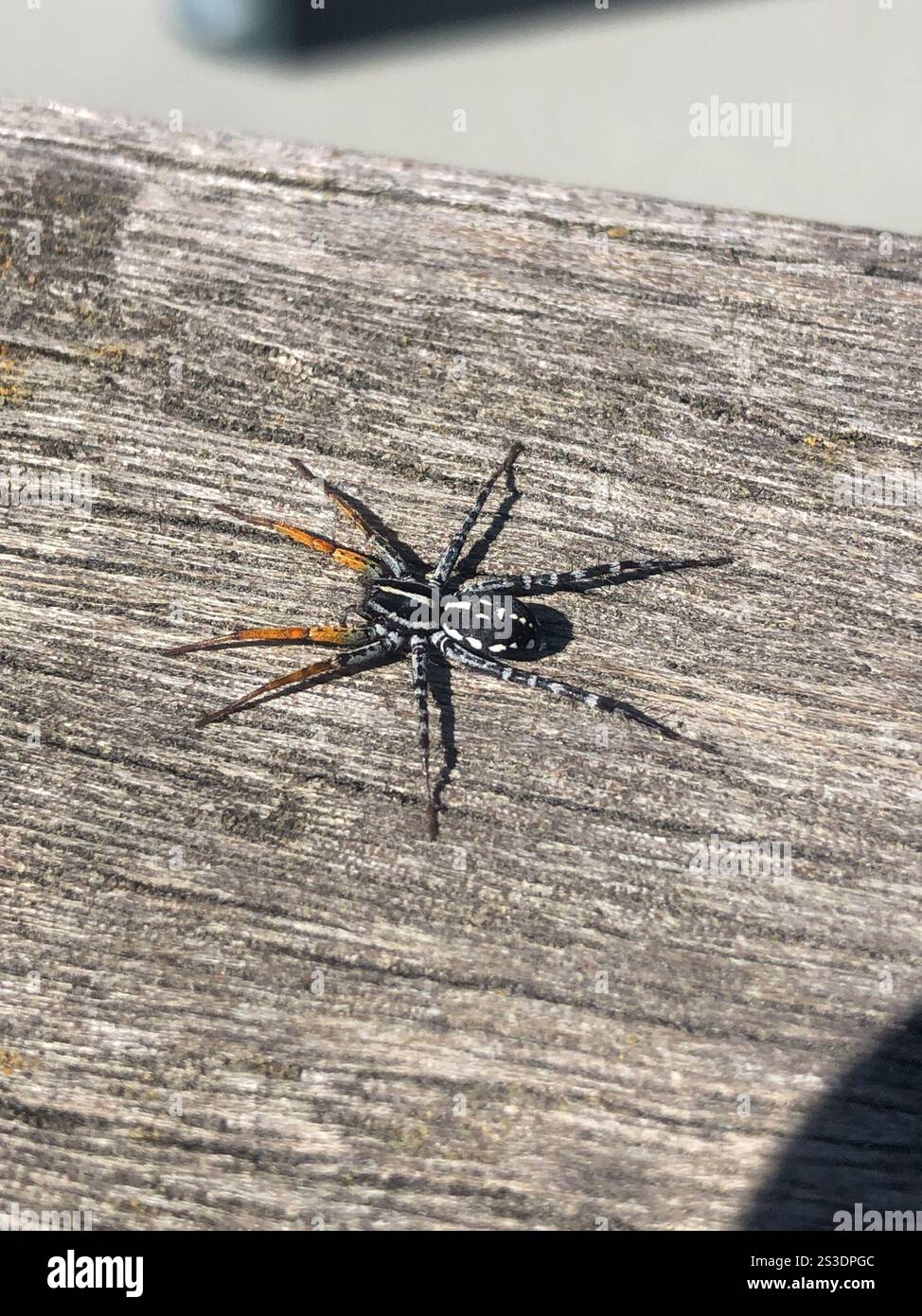 Spotted Ground Swift Spider (Nyssus coloripes Stock Photo - Alamy