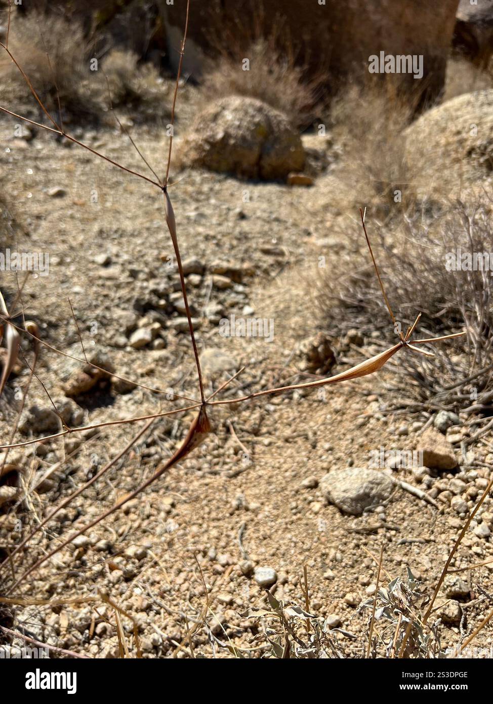 Desert Trumpet (Eriogonum inflatum Stock Photo - Alamy