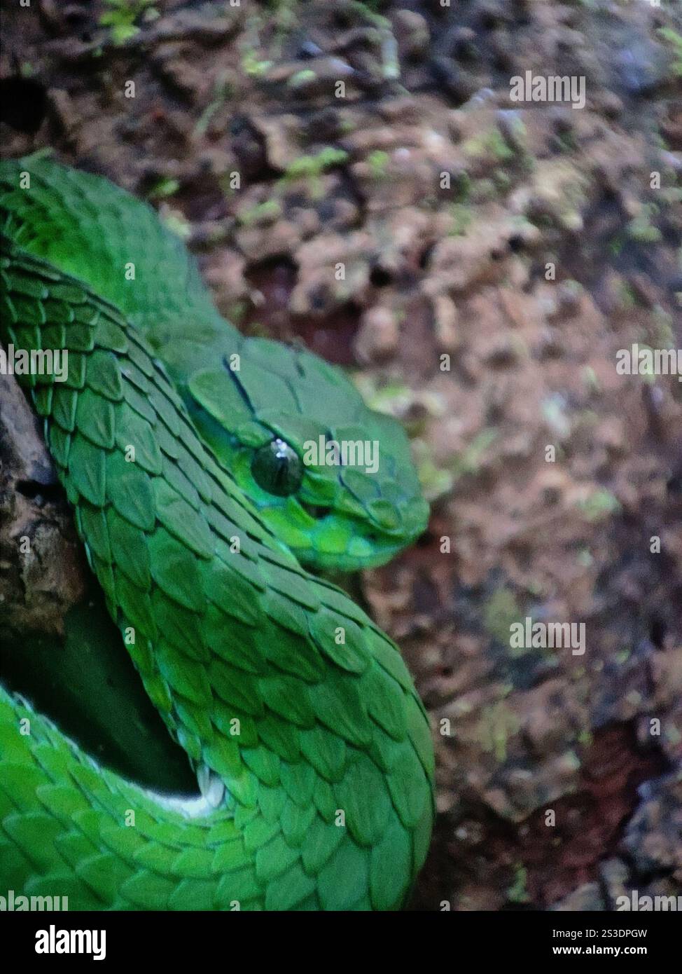 Large-scaled Pit Viper (Craspedocephalus macrolepis Stock Photo - Alamy