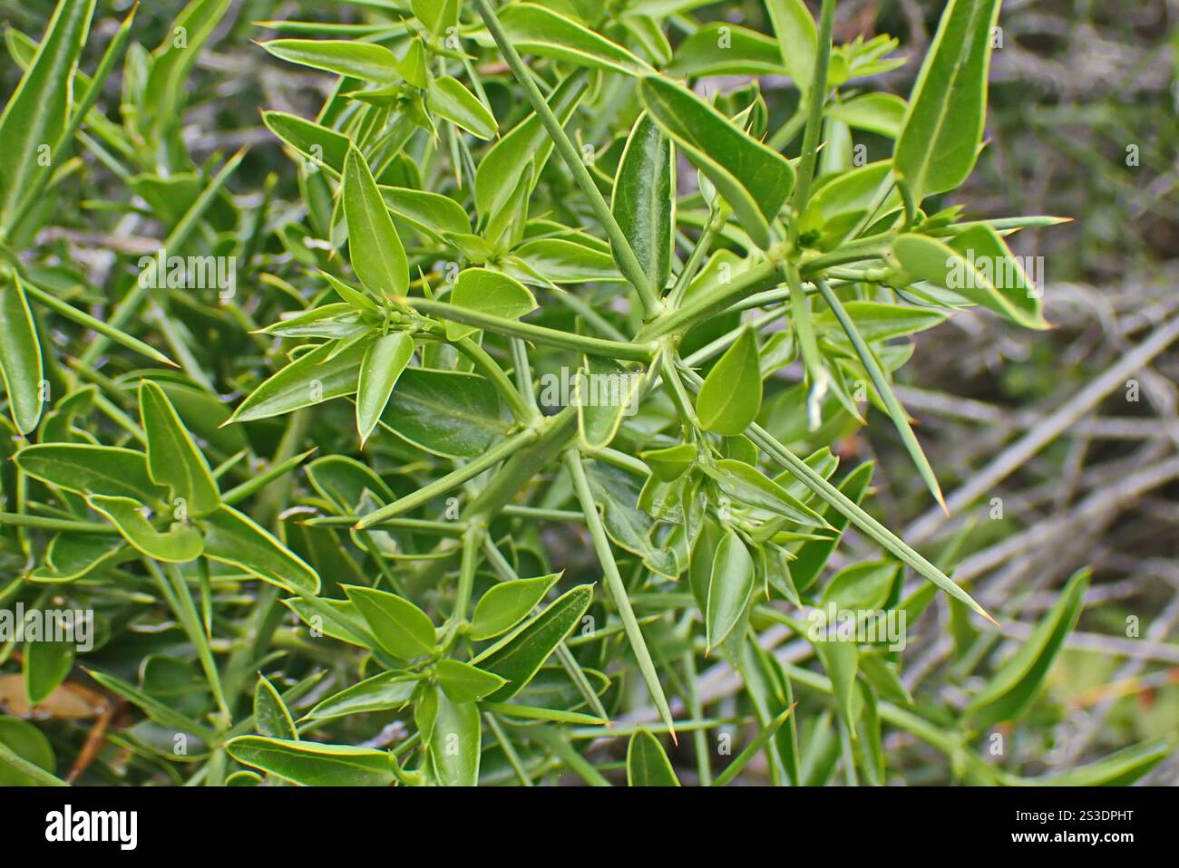 Needle Bush (Azima tetracantha Stock Photo - Alamy