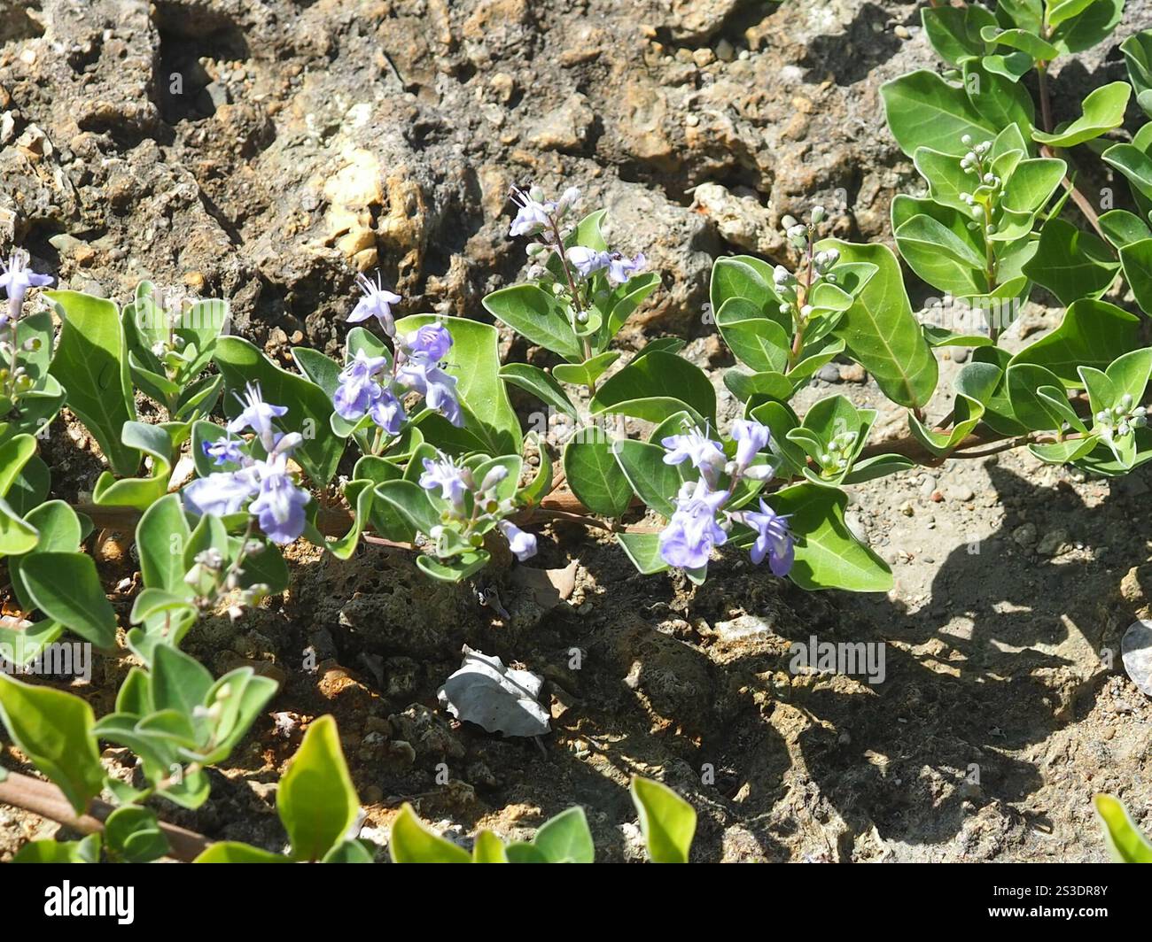 Beach Vitex (Vitex rotundifolia Stock Photo - Alamy