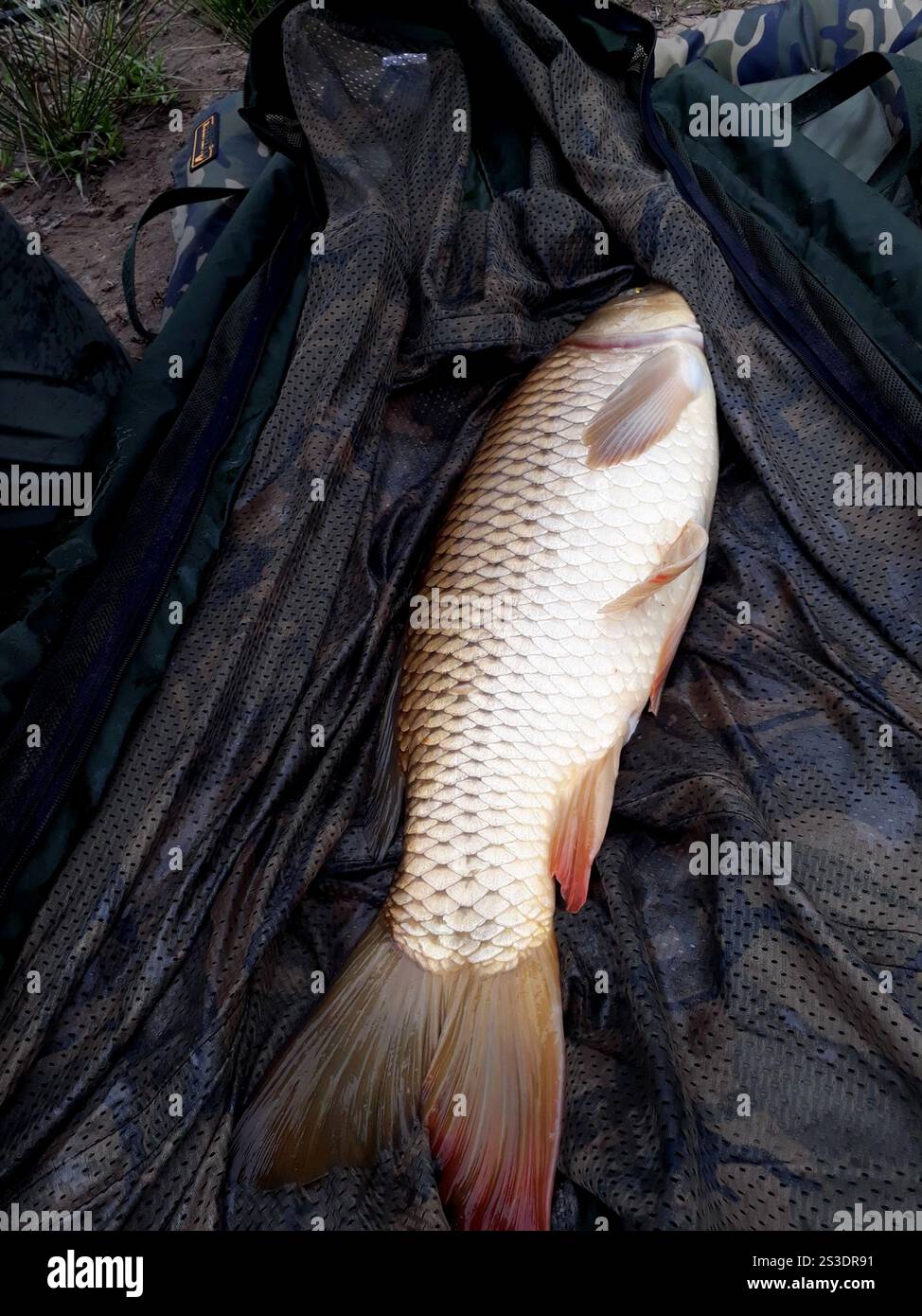 European Carp (Cyprinus carpio Stock Photo - Alamy