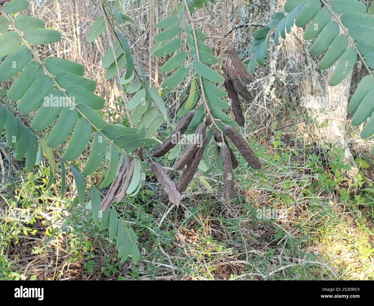 Rattlebush (Sesbania drummondii Stock Photo - Alamy
