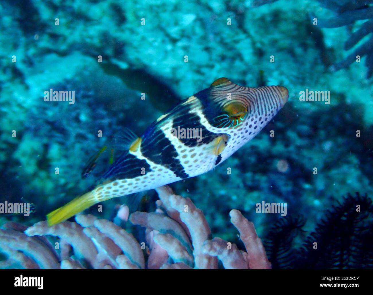 Blacksaddle Toby (Canthigaster valentini Stock Photo - Alamy