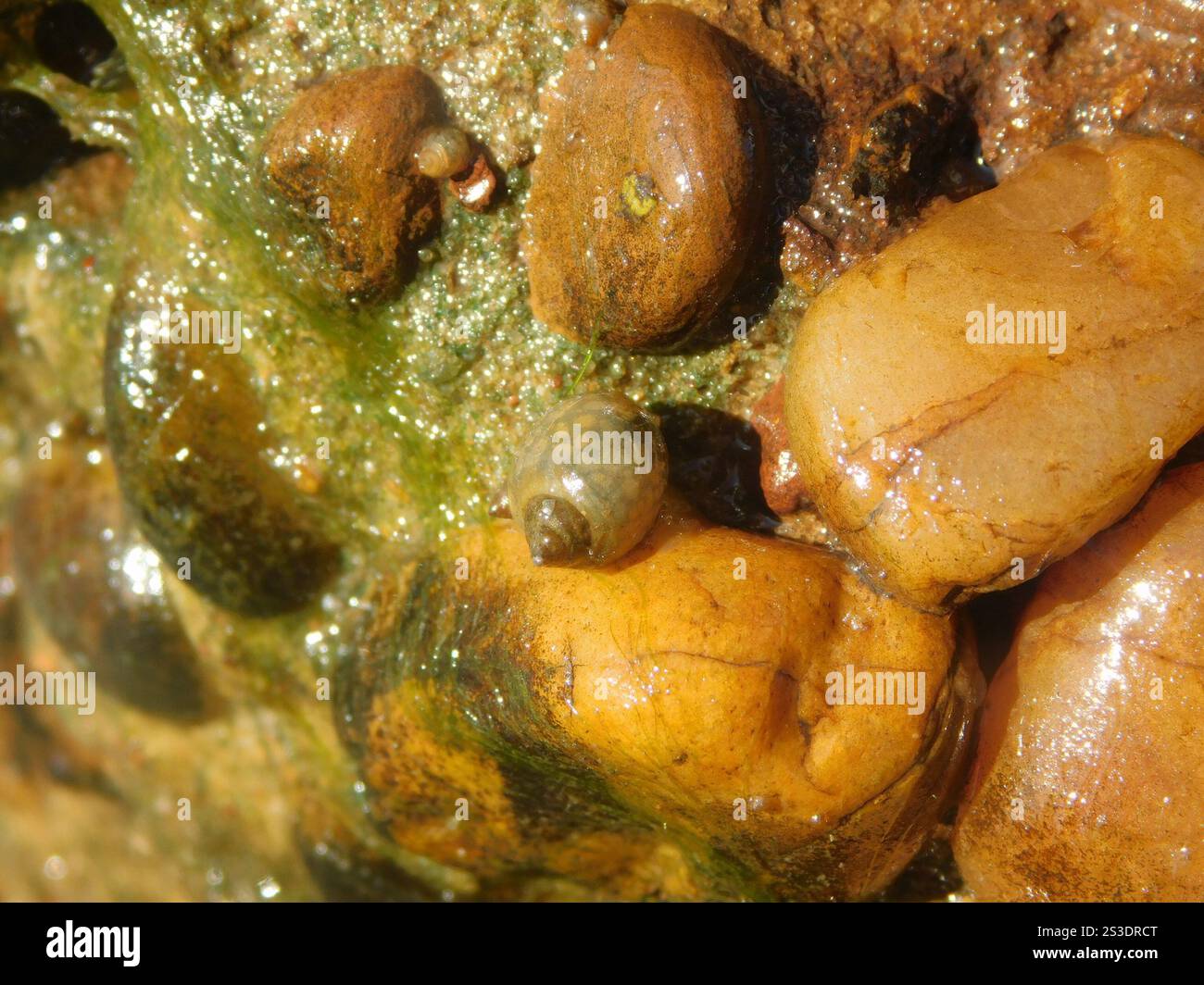 Bladder Snails (Physidae Stock Photo - Alamy