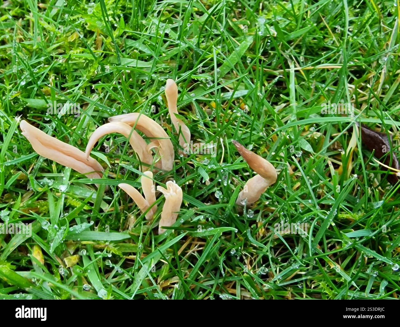 Smoky Spindles (Clavaria fumosa Stock Photo - Alamy