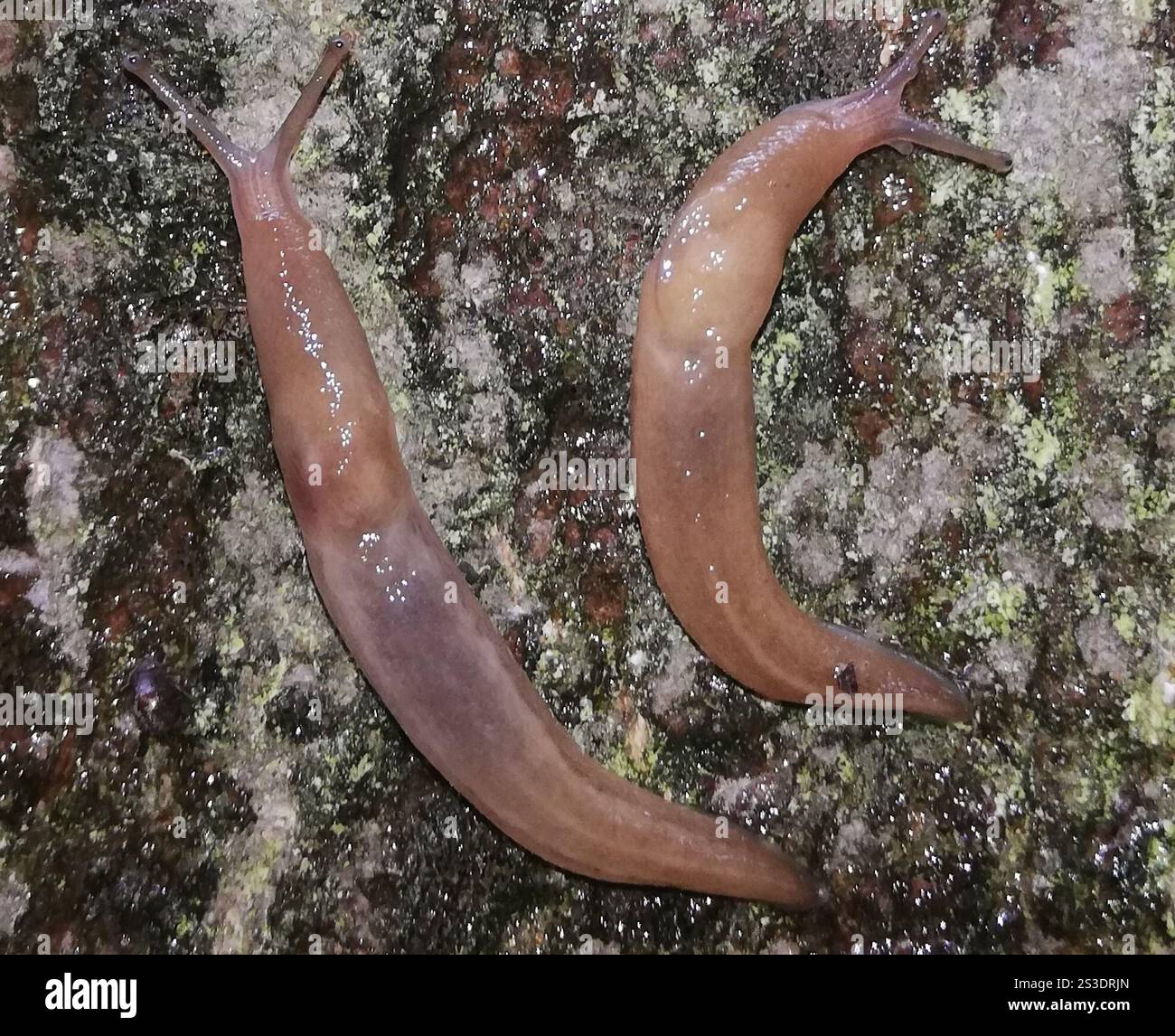 Ash-black Slug (Limax cinereoniger Stock Photo - Alamy