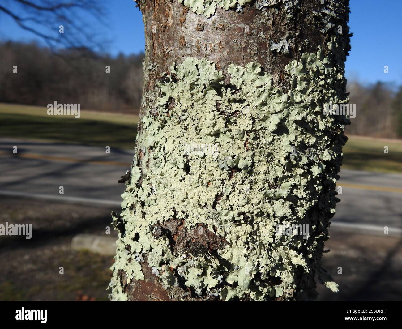 common greenshield lichen (Flavoparmelia caperata Stock Photo - Alamy