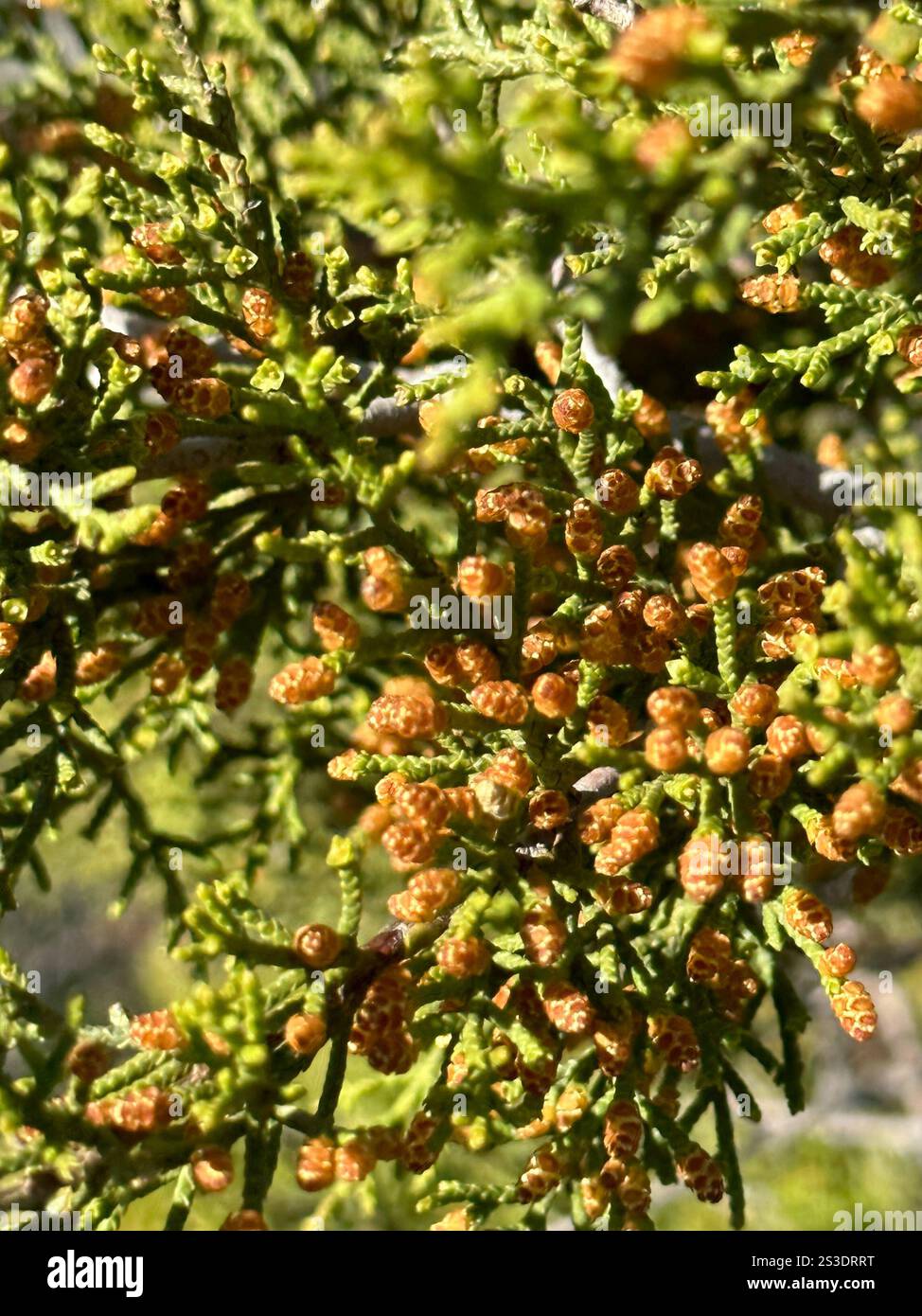 Tecate cypress (Hesperocyparis forbesii Stock Photo - Alamy