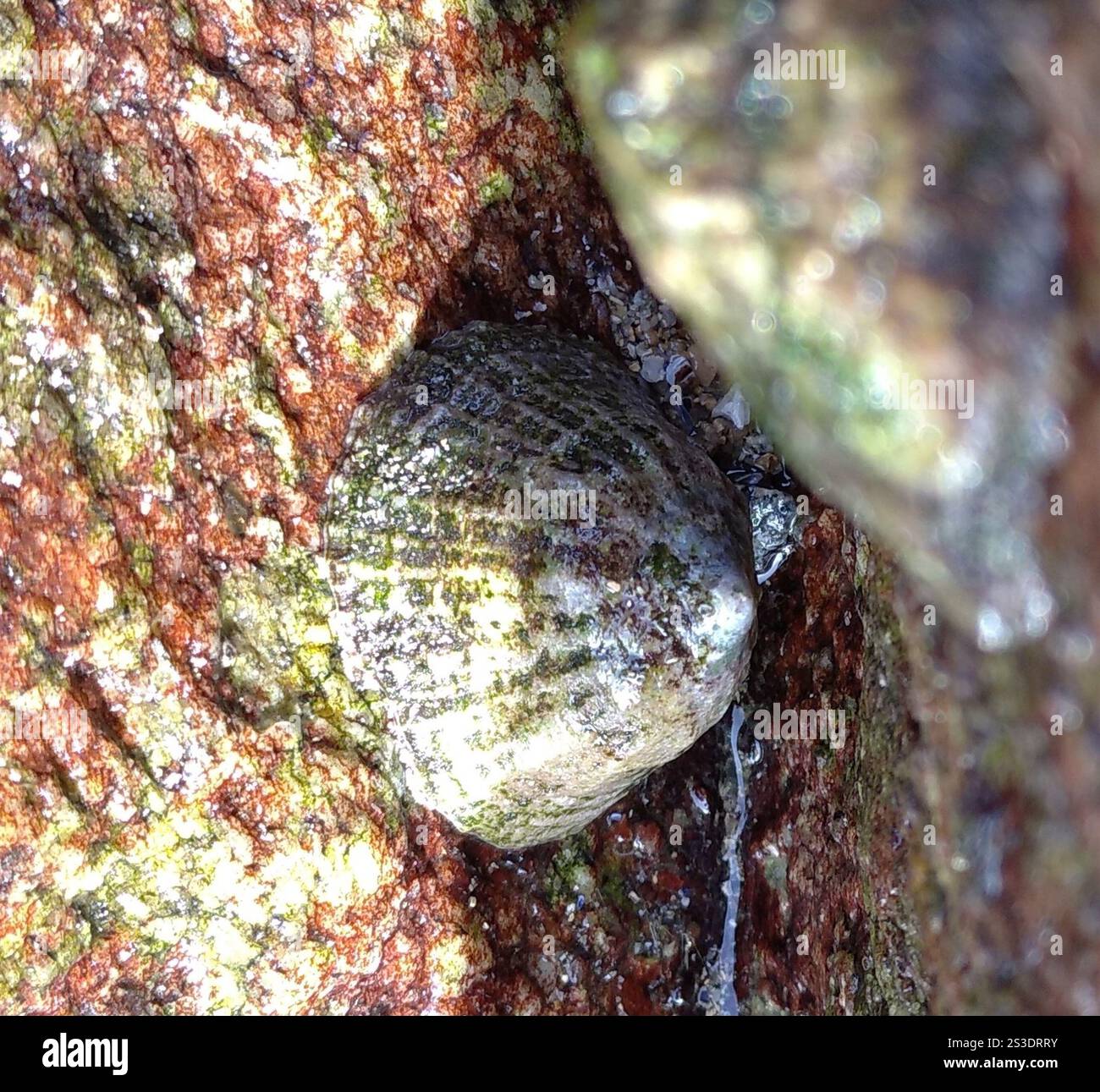 Common European Limpet (Patella vulgata Stock Photo - Alamy