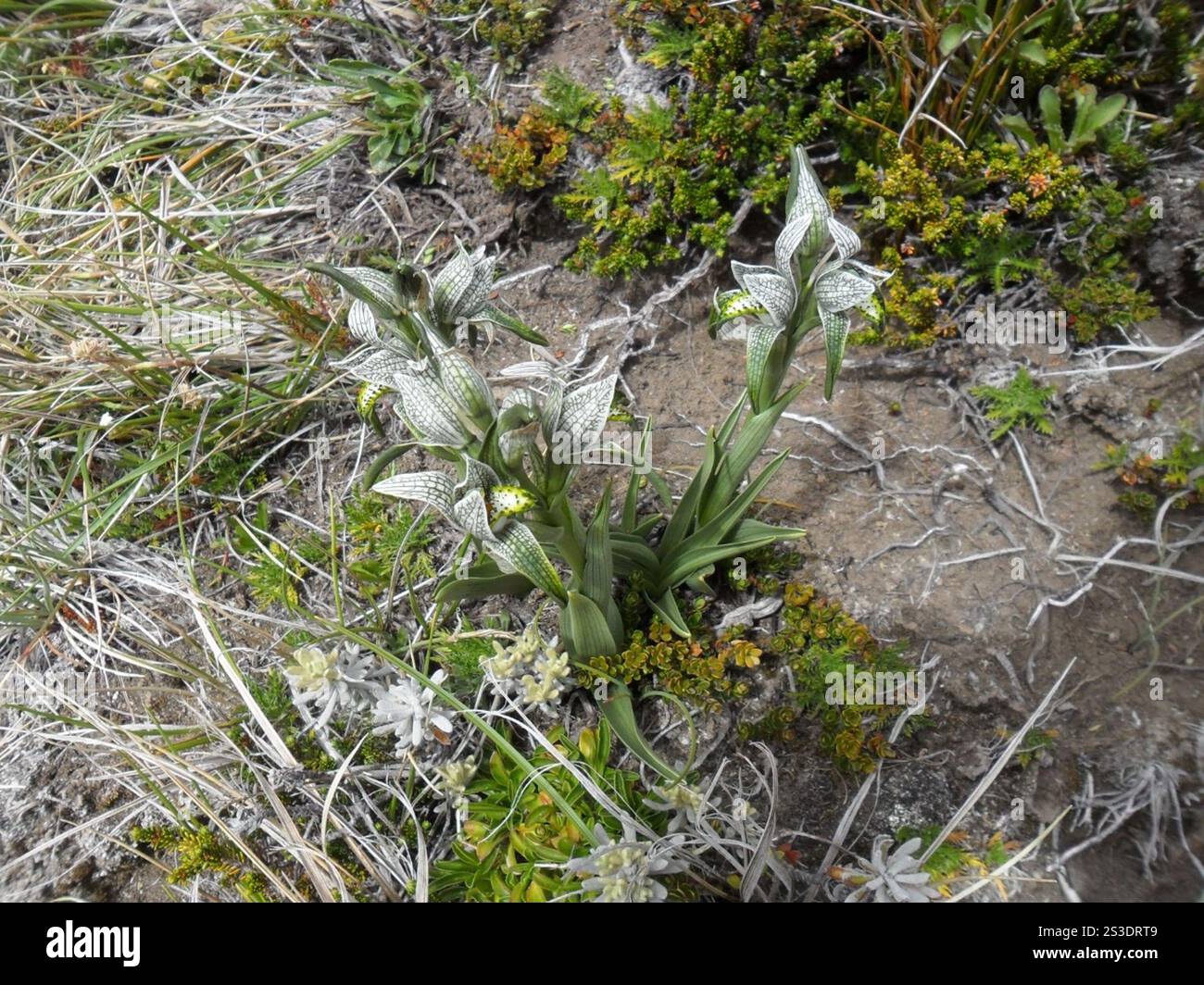 Porcelain orchid (Chloraea magellanica Stock Photo - Alamy