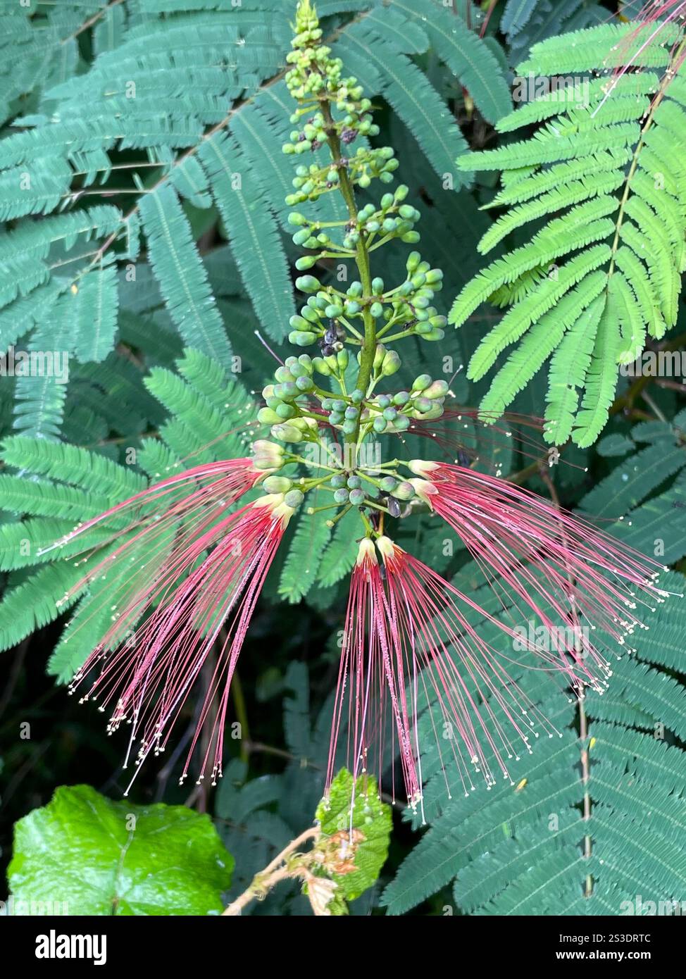 tree calliandra (Calliandra houstoniana Stock Photo - Alamy
