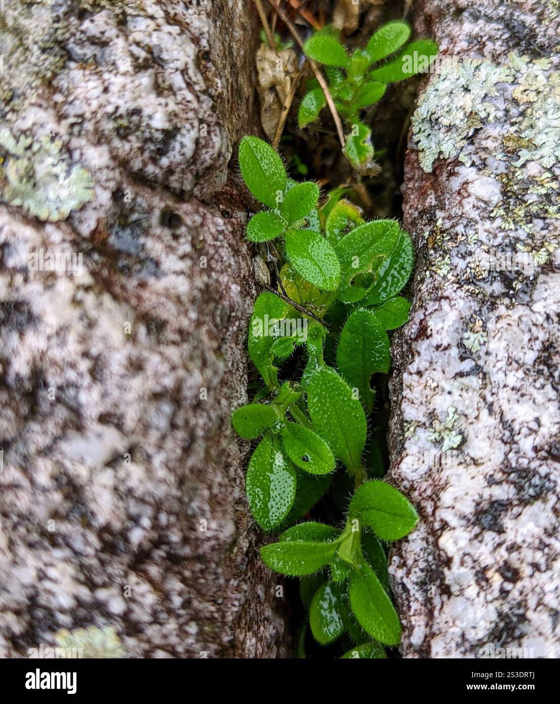 Common mouse-ear chickweed (Cerastium fontanum Stock Photo - Alamy