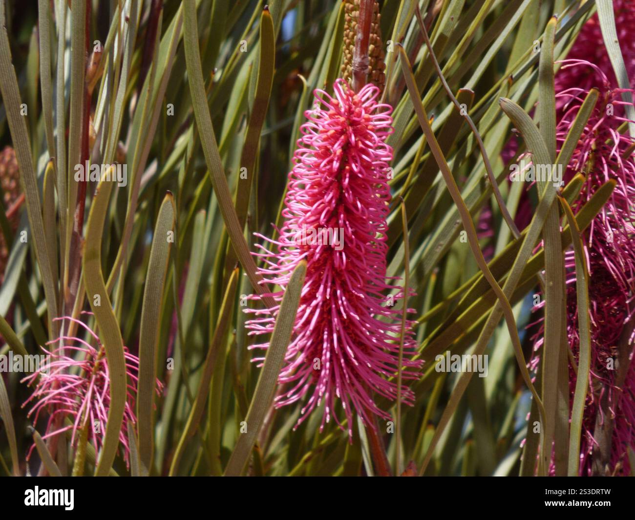 Emu Tree (Hakea francisiana Stock Photo - Alamy