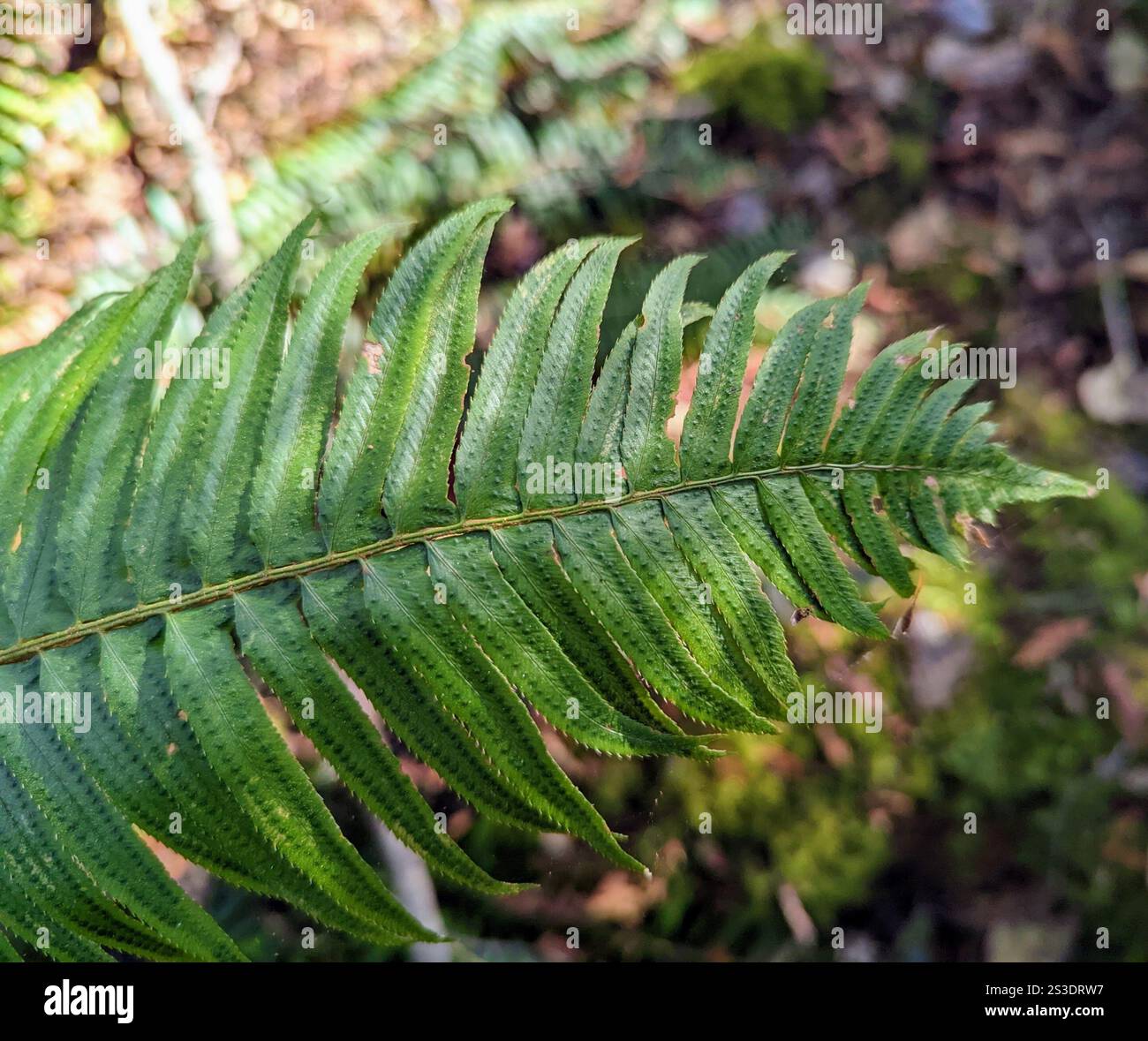 western sword fern (Polystichum munitum Stock Photo - Alamy