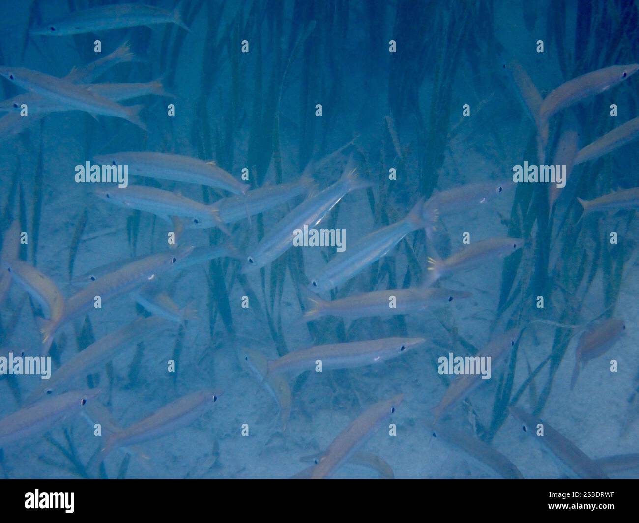 Striped Barracuda (Sphyraena obtusata Stock Photo - Alamy