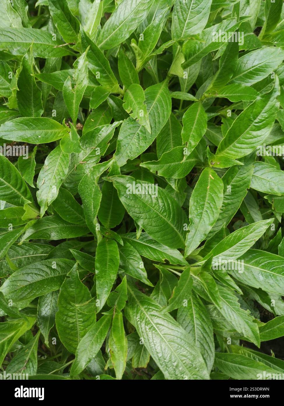 Phyllis nobla hi-res stock photography and images - Alamy