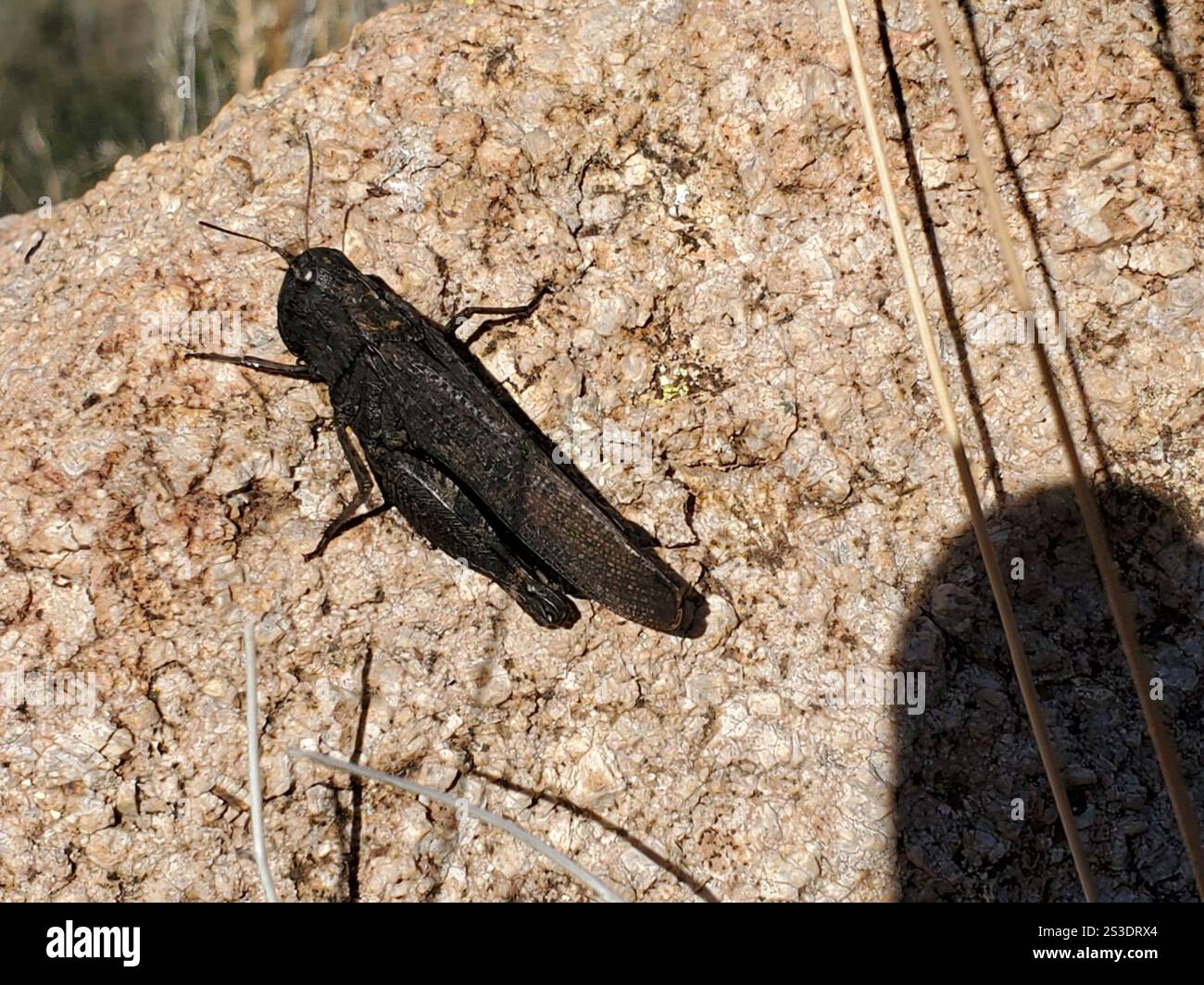 Red-winged Grasshopper (Arphia pseudonietana Stock Photo - Alamy