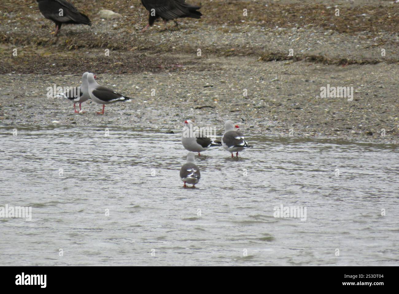 Dolphin Gull (Leucophaeus scoresbii Stock Photo - Alamy