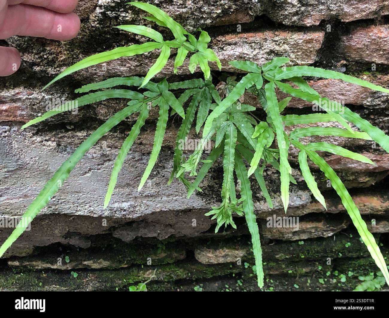 spider brake (Pteris multifida Stock Photo - Alamy