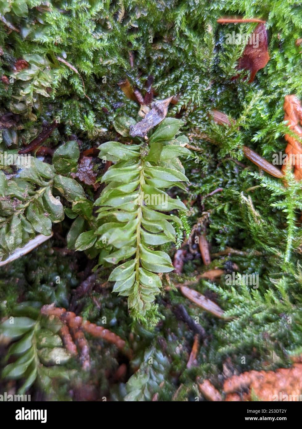 Badge Moss (Plagiomnium insigne Stock Photo - Alamy