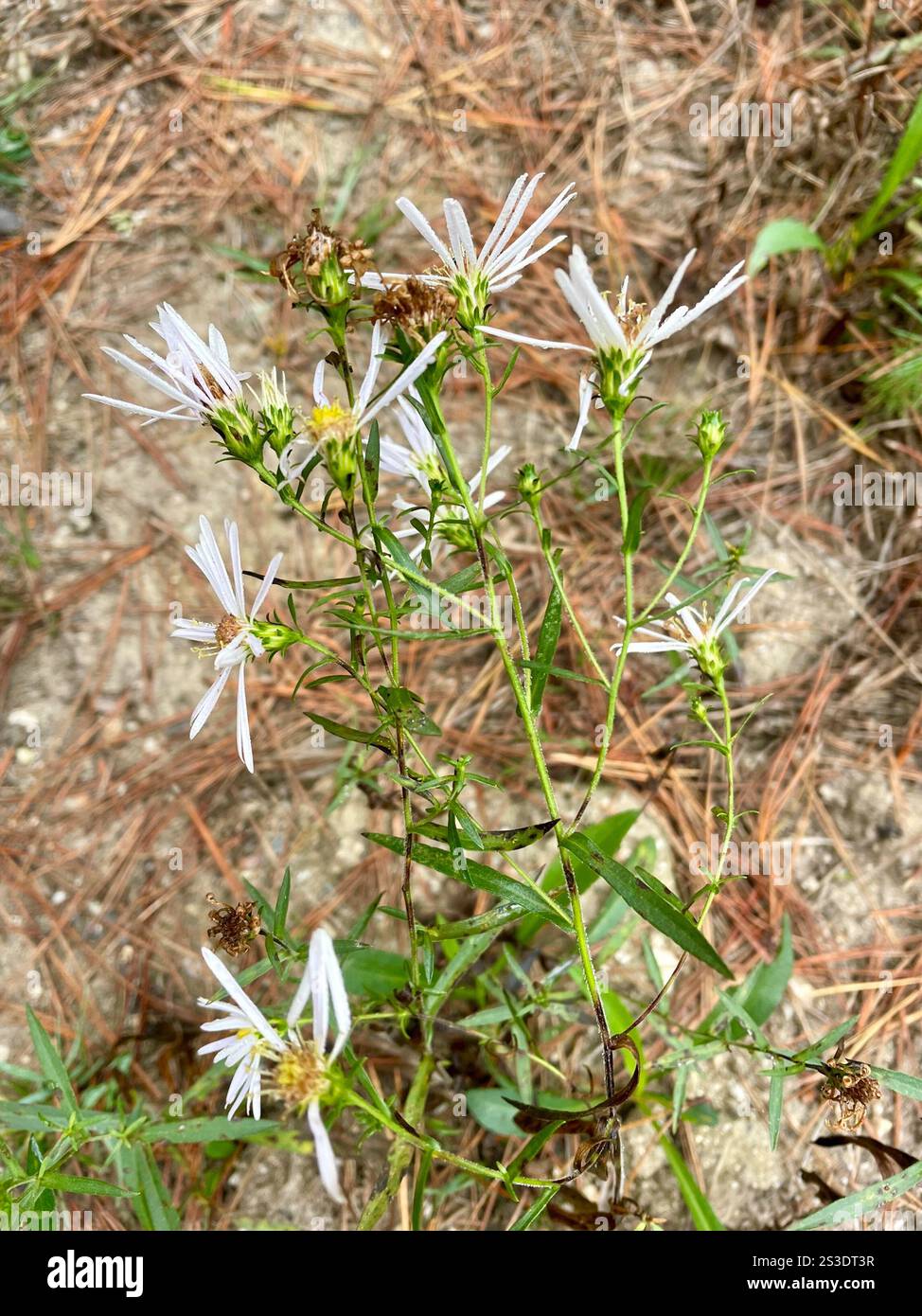 Pacific Aster (Symphyotrichum chilense Stock Photo - Alamy