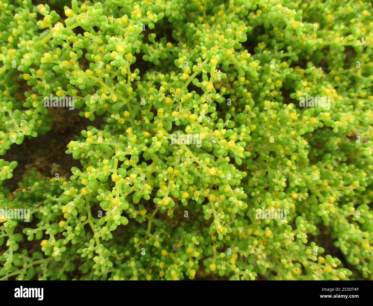 simple-leaved bean caper (Tetraena simplex Stock Photo - Alamy
