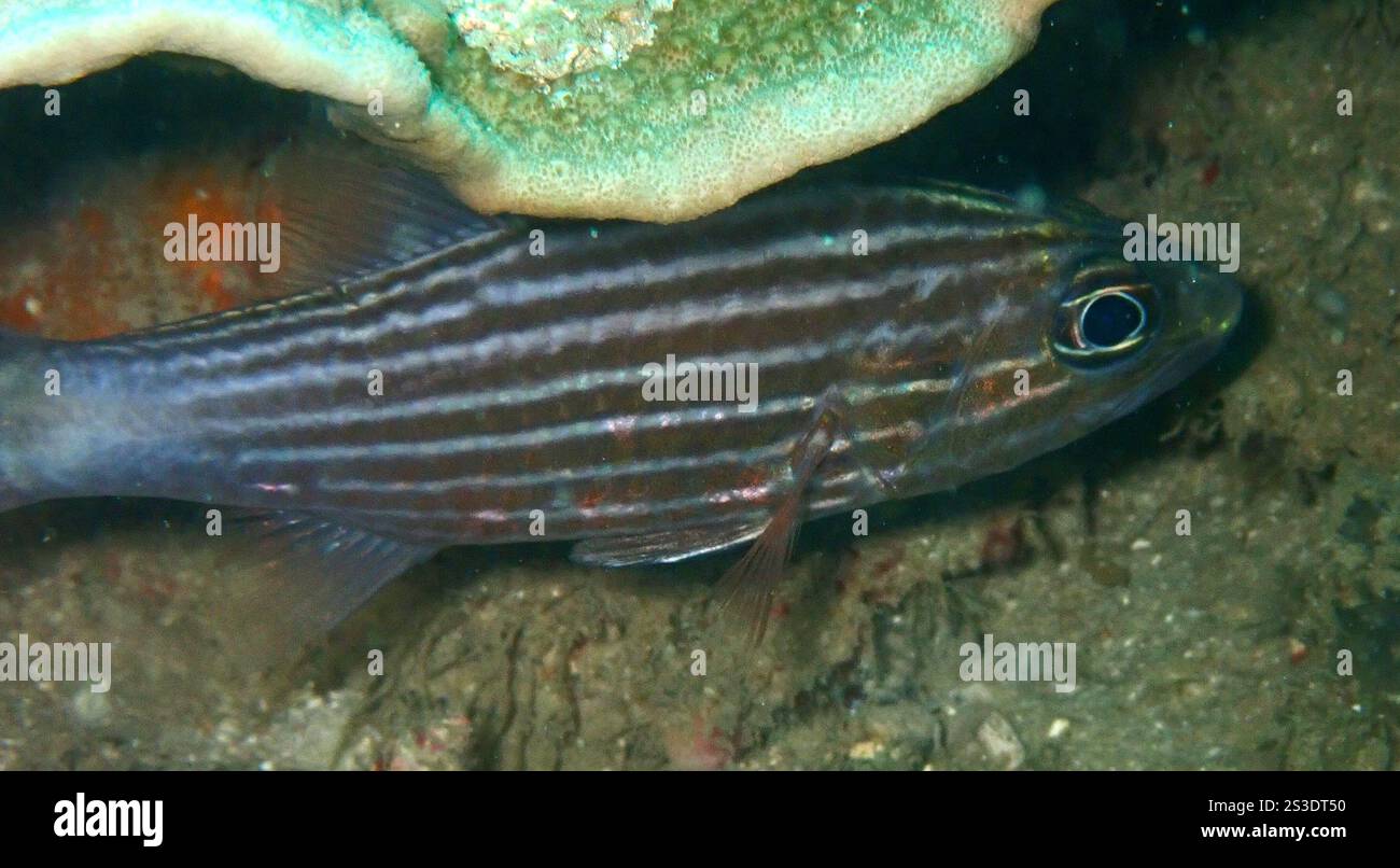 Tiger Cardinalfish (Cheilodipterus macrodon Stock Photo - Alamy