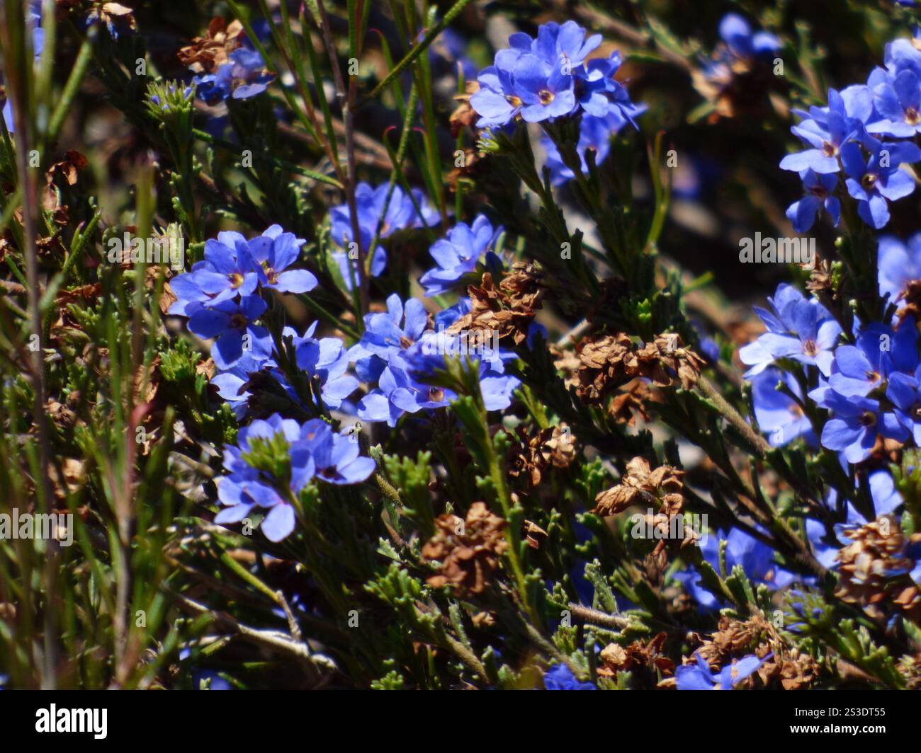 Rough Halgania (Halgania cyanea Stock Photo - Alamy
