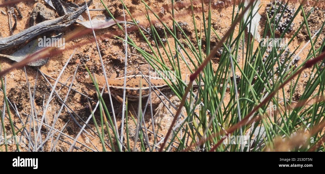eastern mallee dragon (Ctenophorus spinodomus Stock Photo - Alamy