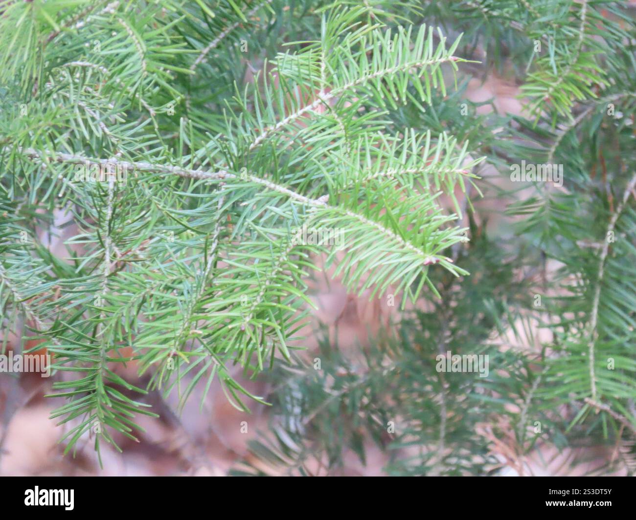 balsam fir (Abies balsamea Stock Photo - Alamy